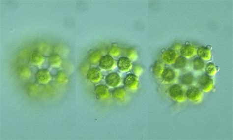 Protist Images Coelastrum Reticulatum