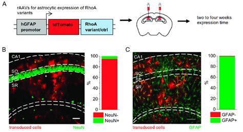Strategy And Specificity For Manipulating Astrocytic Rhoa Activity In