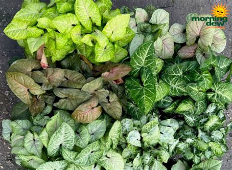 Nephthytis Assorted Premium 6 In Morning Dew Tropical Plants