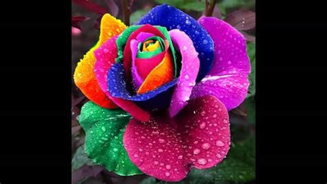 Удивительно красивые цветы и музыка для отдыха Youtube