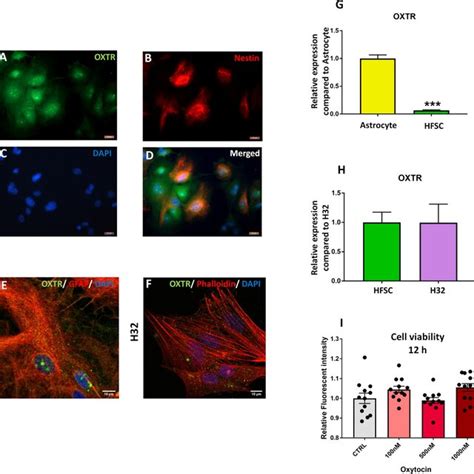 Oxtr Expression In Hair Follicle Stem Cells The Immunostainings