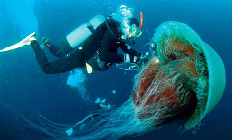 Medusas Gigantes