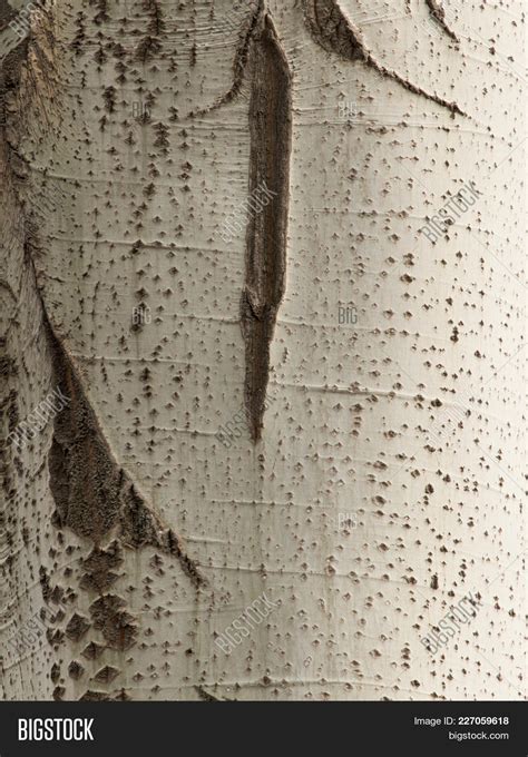 Poplar Tree Bark