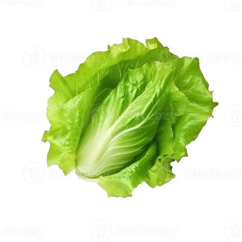 Green Lettuce Isolated 22149344 Png
