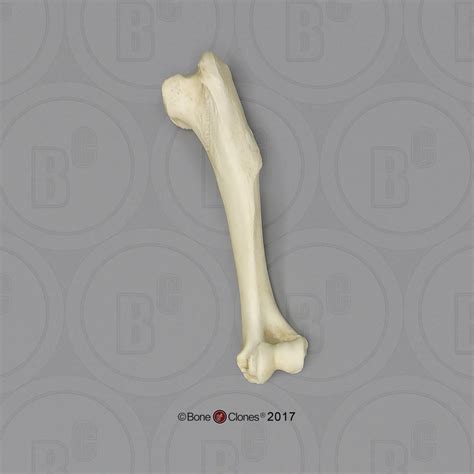 Dog Humerus Anatomy