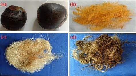 A Borassus Fruit B Fibres With Flush C Untreated Fiber D