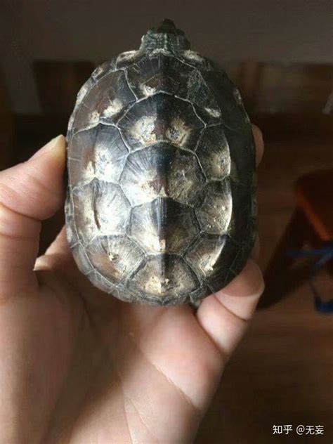 龟鳖类真菌的缘起与防治 知乎
