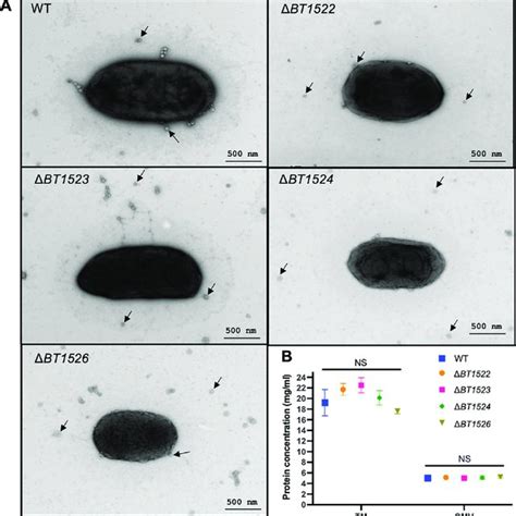 A Transmission Electron Microscopy Of B Thetaiotaomicron Wild Type