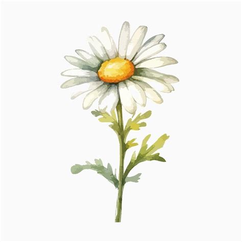 Komplizierte aquarelldarstellung einer daisy in voller blüte Premium