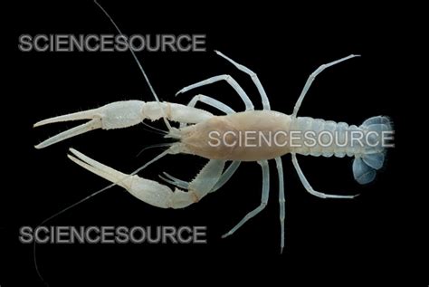 Blind Cave Crayfish