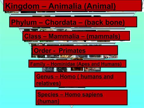 Levels Of Classification 2010 Ppt