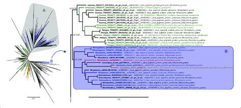 Maximum Likelihood Phylogenetic Relationships Between Cnidarian