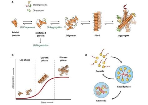 Pre Formed Fibrils Pffs And The Modelling Of Neurodegenerative Diseases