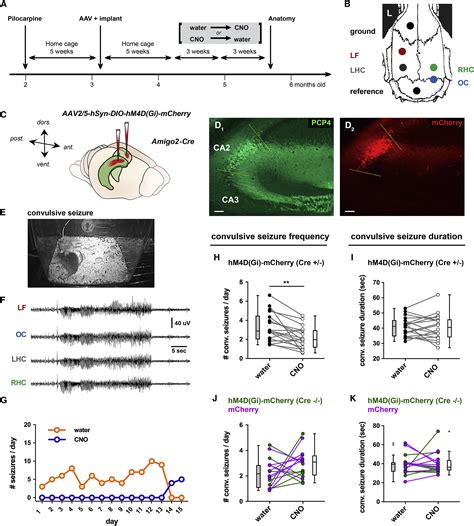 Enhanced Excitability Of The Hippocampal Ca2 Region And Its
