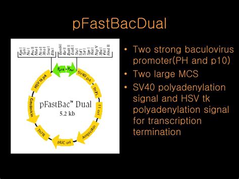 Ppt Bac To Bac Baculovirus Expression System Powerpoint Presentation