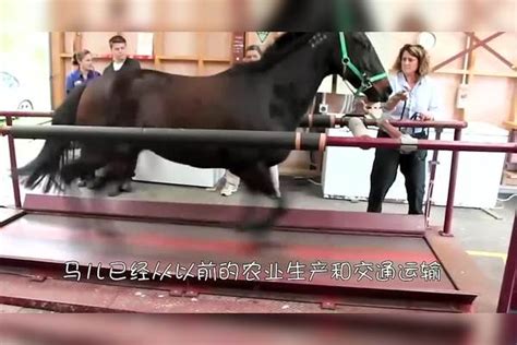 女子学骑马，结果把马儿给惹毛了，直接来了个“背摔”！