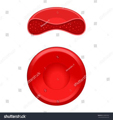 Red Blood Cell Erythrocyte Vector Illustration Stock Vector Royalty