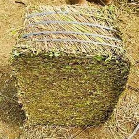 Seasonal Straw Cotoimpex