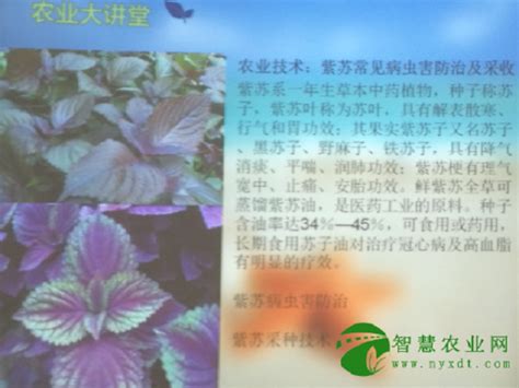 农业技术：紫苏常见病虫害防治及采收 知乎