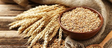 Гидромодуль для зерновой браги на пшенице кодзи Алкопроф