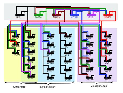 Srf Regulatory Circuits Five Known Srf Co Factors Are Selected To Download Scientific Diagram