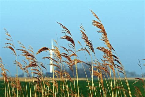 Imagen Gratis Trigo Grano Cereal Agricultura Rural Planta Granja