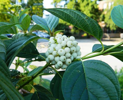 Cornus Sericea ‘flaviramea Purdue Arboretum Explorer