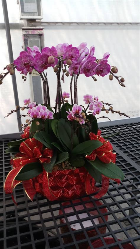台南花店：品卉蘭花｜蘭花批發市場，專營蘭花盆栽批發，蘭花批發價格合理
