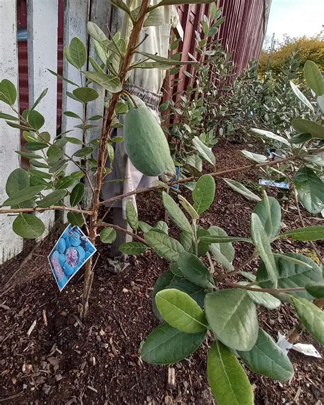 How To Grow Feijoas Daltons