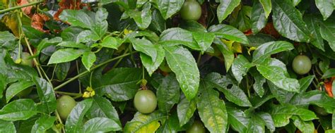 Passion Flower Vine Nz Best Flower Site