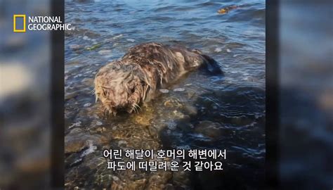 작고 소중한 새끼해달 구조 작전  인스티즈 Instiz 이슈 카테고리