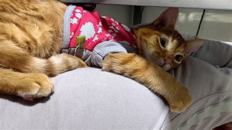 My Kitty Is Very Scared Because The Neighbors Are Very Noisy And He Doesnt Want To Let Me Go