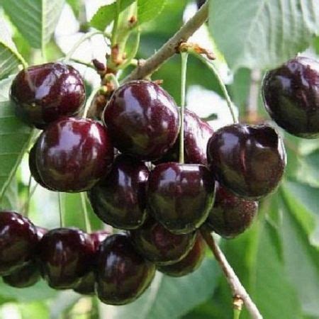 Черешня Дайбера черная: особенности и характеристики сорта, правила ...