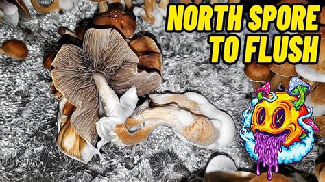 Spore To Flush North Spore Boomr Bag Mushroom Kit Complete Beginner