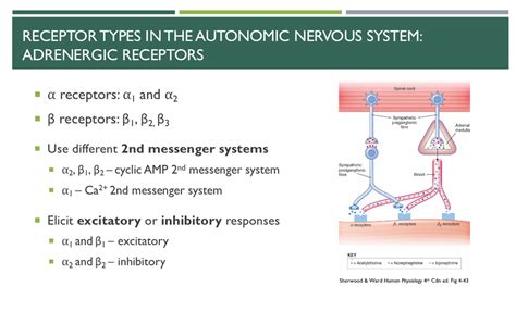 Diagram Of Receptor Types In The Autonomic Nervous System Adrenergic
