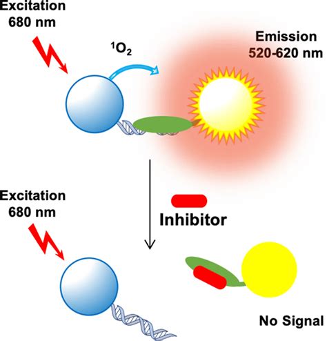 The Alphascreen Primary Assay For Hmga2 Dna Interaction The