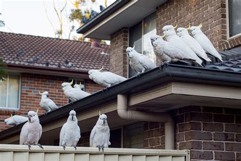 Why Nsw S Basix Tool Needs Some Love The Fifth Estate