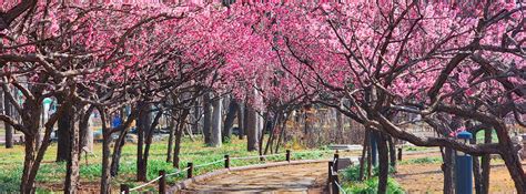 Cj Foods Japan はい、チーズ！ 写真を撮る時の掛け声といえばチーズですが、なんと、お隣り韓国では、はい、キムチ！なんだとか