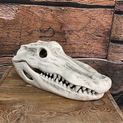 Skull Alligator Make A Scene