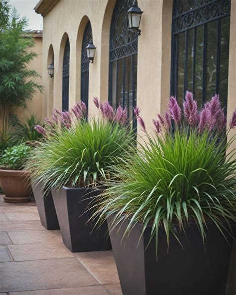 11 Best Ornamental Grasses For Pots In 2024 Potted Plants Outdoor
