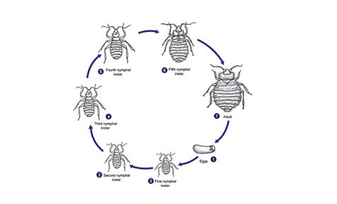 Jak Na štěnice Vyhubte Nezvané Návštěvníky Bydletsnadnocz