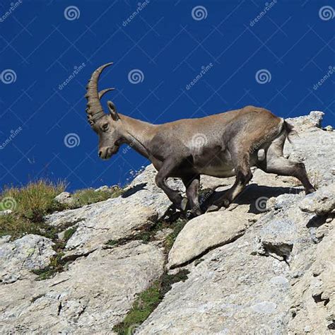 Alpine Ibex Walking On A Rock Stock Image Image Of Steinbock Fauna