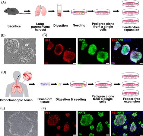 Isolation Expansion And Identification Of Mouse And Human Dascs A Download Scientific