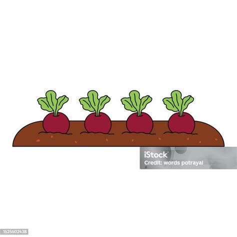 아이들은 만화 벡터 삽화를 그리며 흰 배경에 고립된 토양 아이콘에 귀여운 붉은 무를 그린다 건강한 생활방식에 대한 스톡 벡터 아트 및 기타 이미지 건강한 생활방식