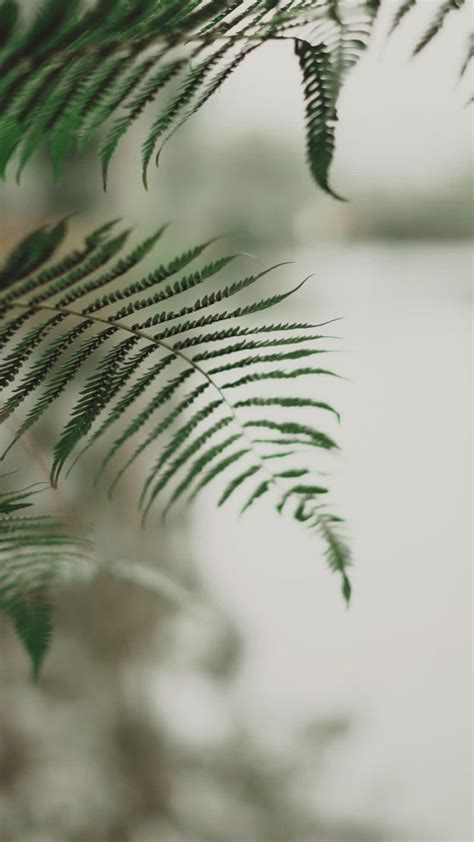 Asiangirlslowtease Videos Download The Best Free 4k Stock Video