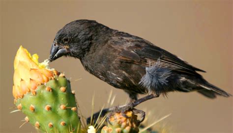 Hybridization And Evolution