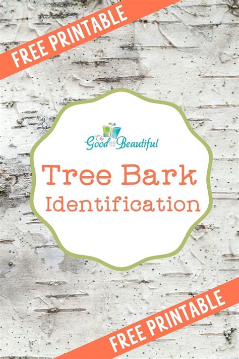 Tree Bark Identification Tree Bark Identification Tree Bark Tree