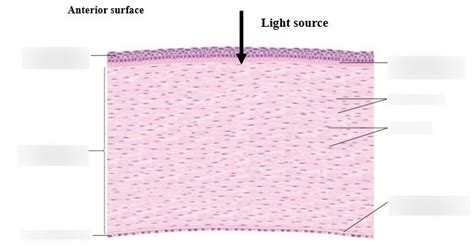 Anterior Cornea Diagram Quizlet