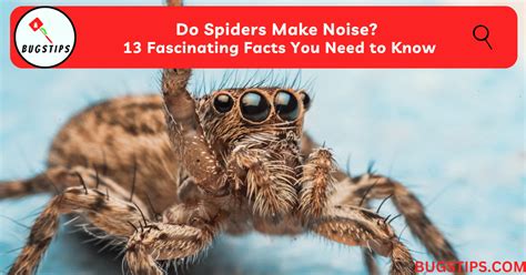 Do Spiders Make Noise 13 Fascinating Facts You Need To Know Bugstips