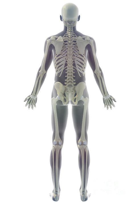 The Skeleton Photograph By Science Picture Co Fine Art America